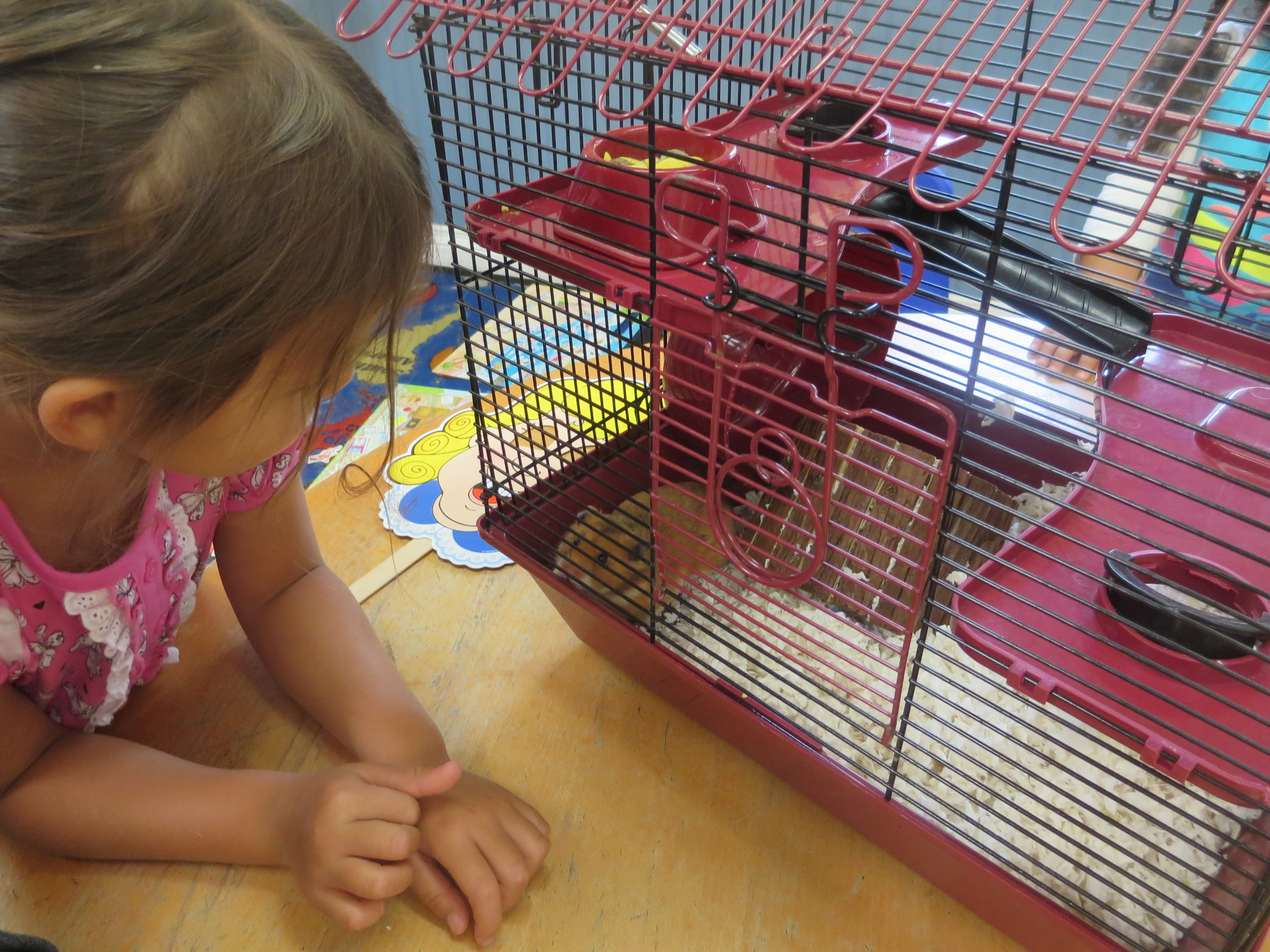 Preschool Carmel Valley Classroom Pets The Carmel Valley Life